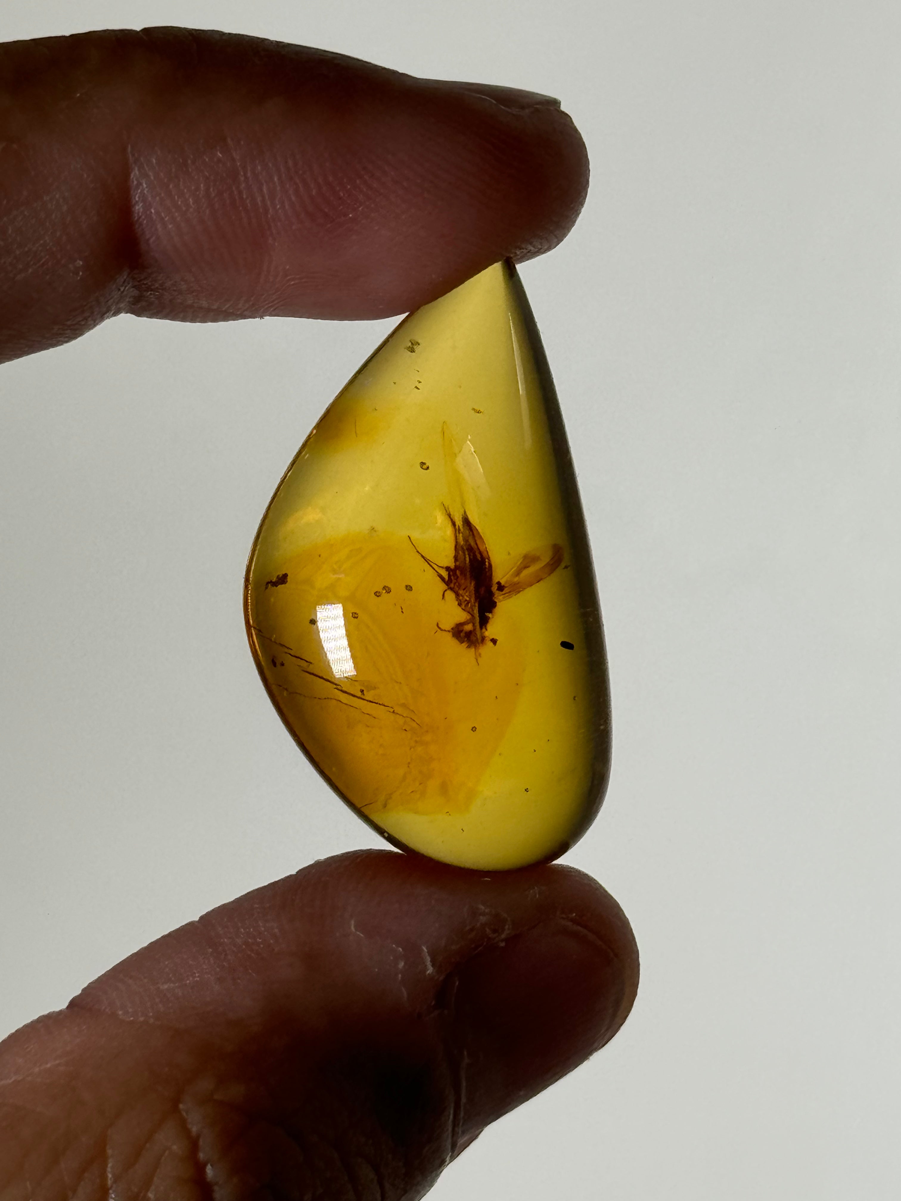 Amber with insect inclusion (Mexico)
