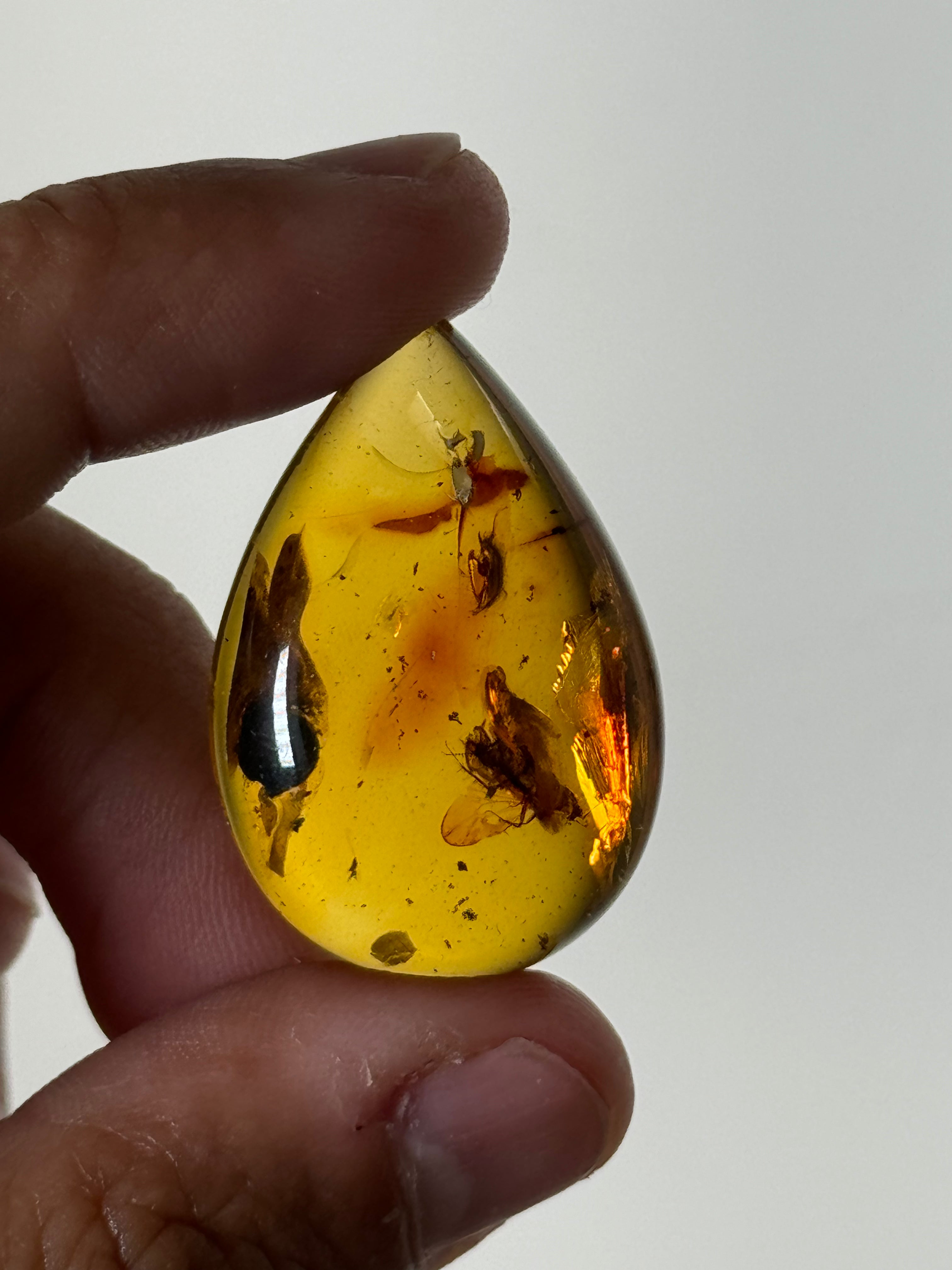 Amber with insect inclusion (Mexico)